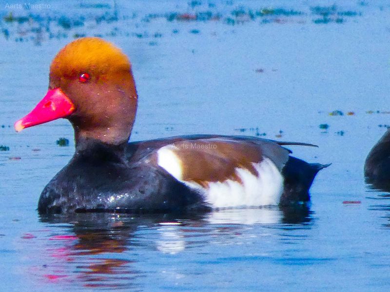 Birds of chupi by Prabal Sinha | Aarts Maestro
