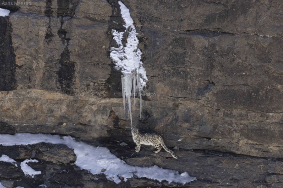 The Snow Leopards Frozen Drink by Ekta Marda | Aarts Maestro