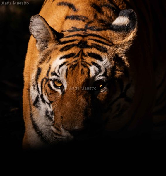 Fiery Gaze by Rakshanda Rashid | Aarts Maestro